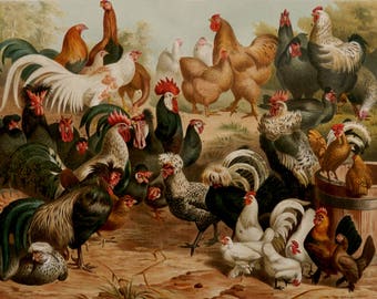 Poultry art | Etsy