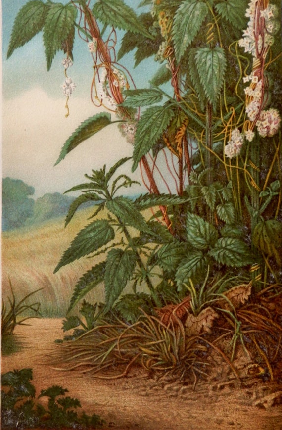Lithographs 1890.Bonatical landscapes.Chromolithograph.Foliage and ...