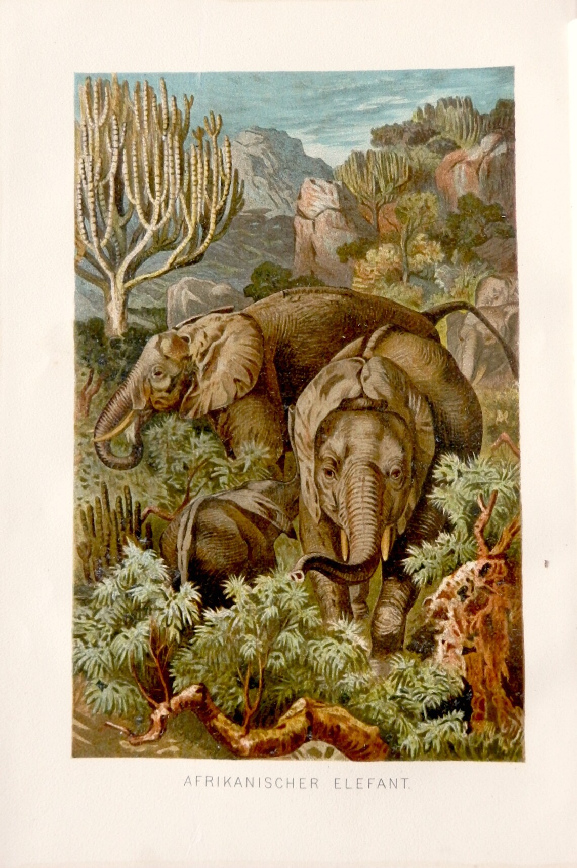The Elephant.1893.lithograph in Color.fauna.mammals.the - Etsy