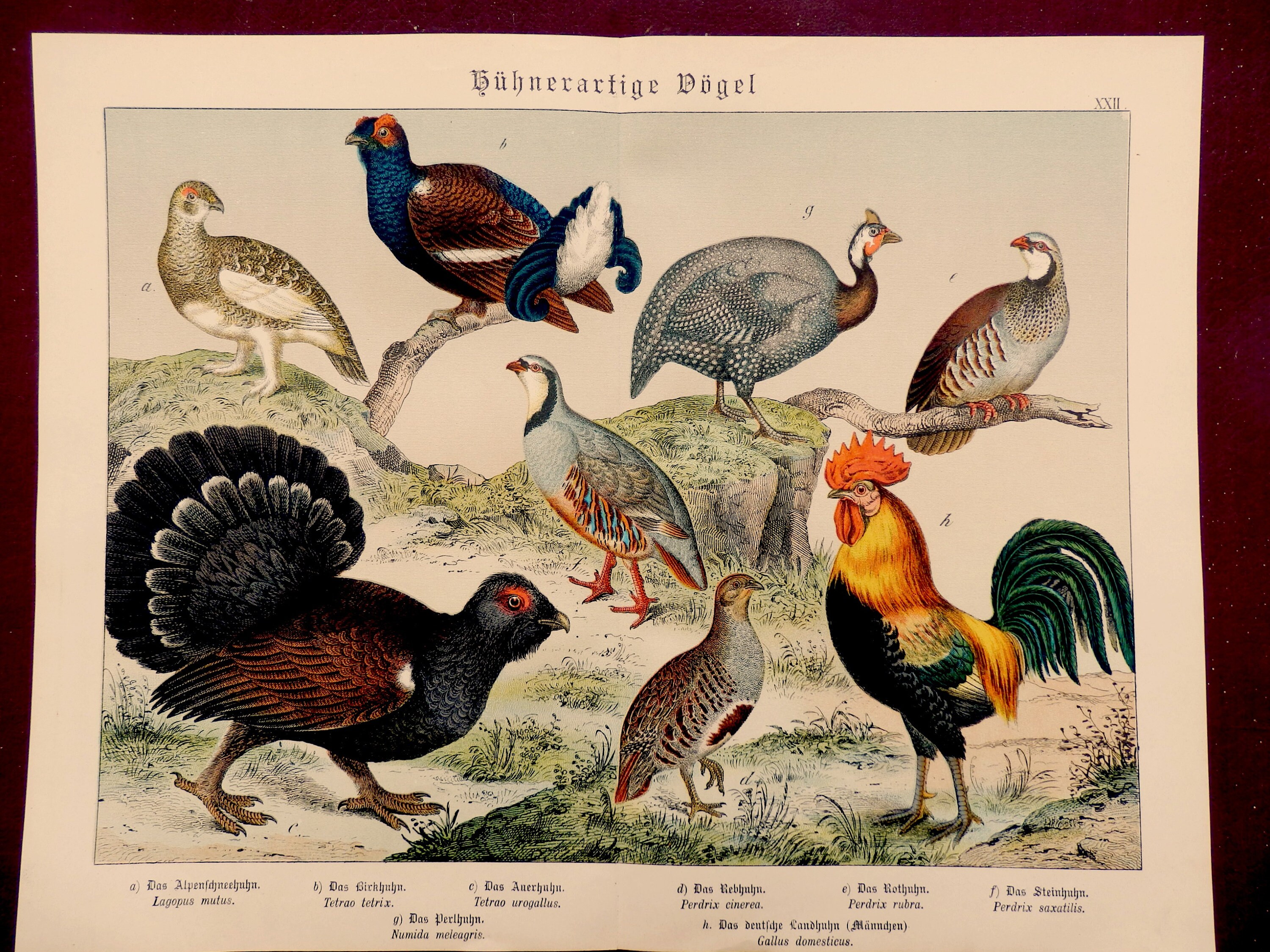 LARGE Antique Birds Print 1895 - Etsy
