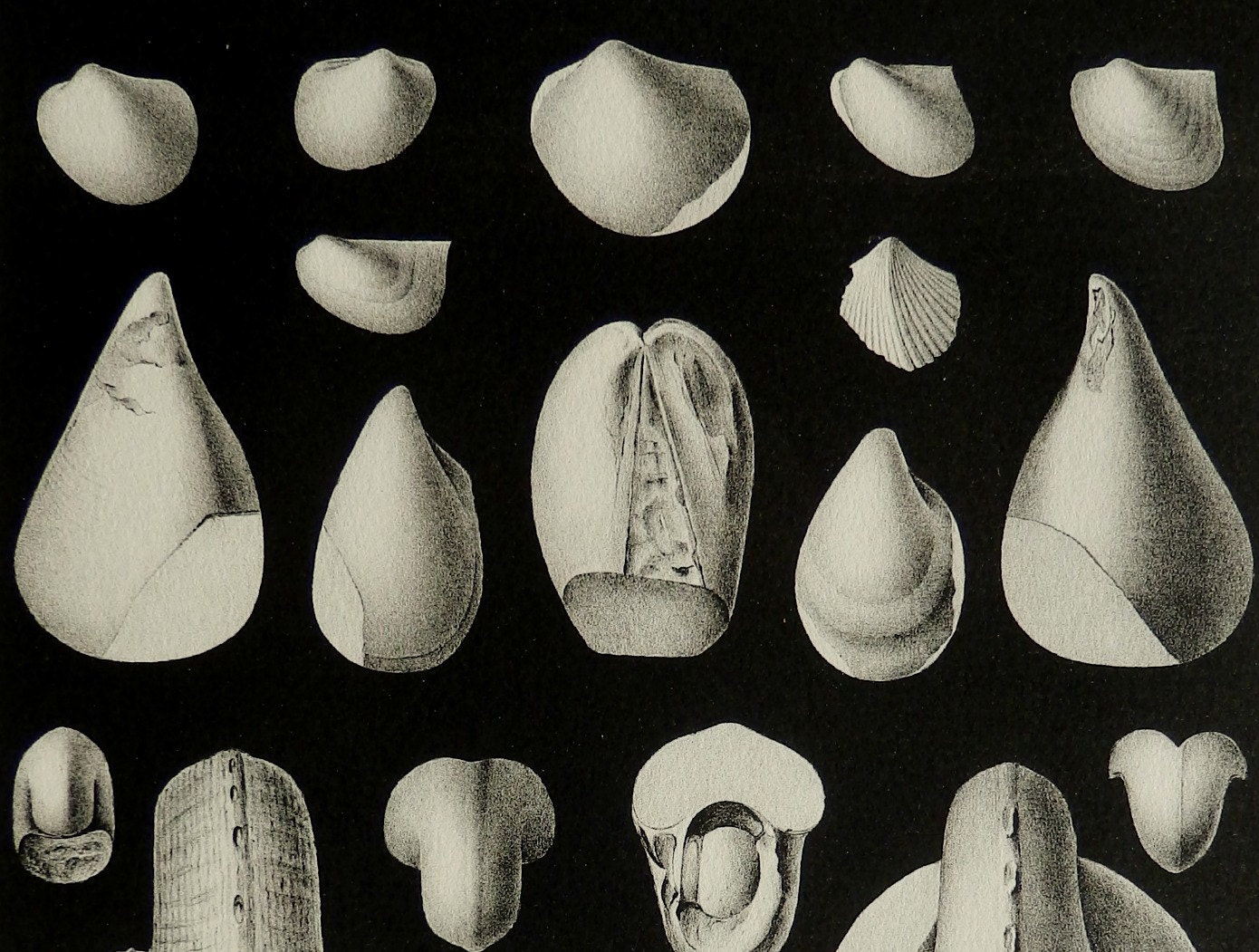 1903.antique Print.paleontology.fossils.modiolopsis.111 Year - Etsy