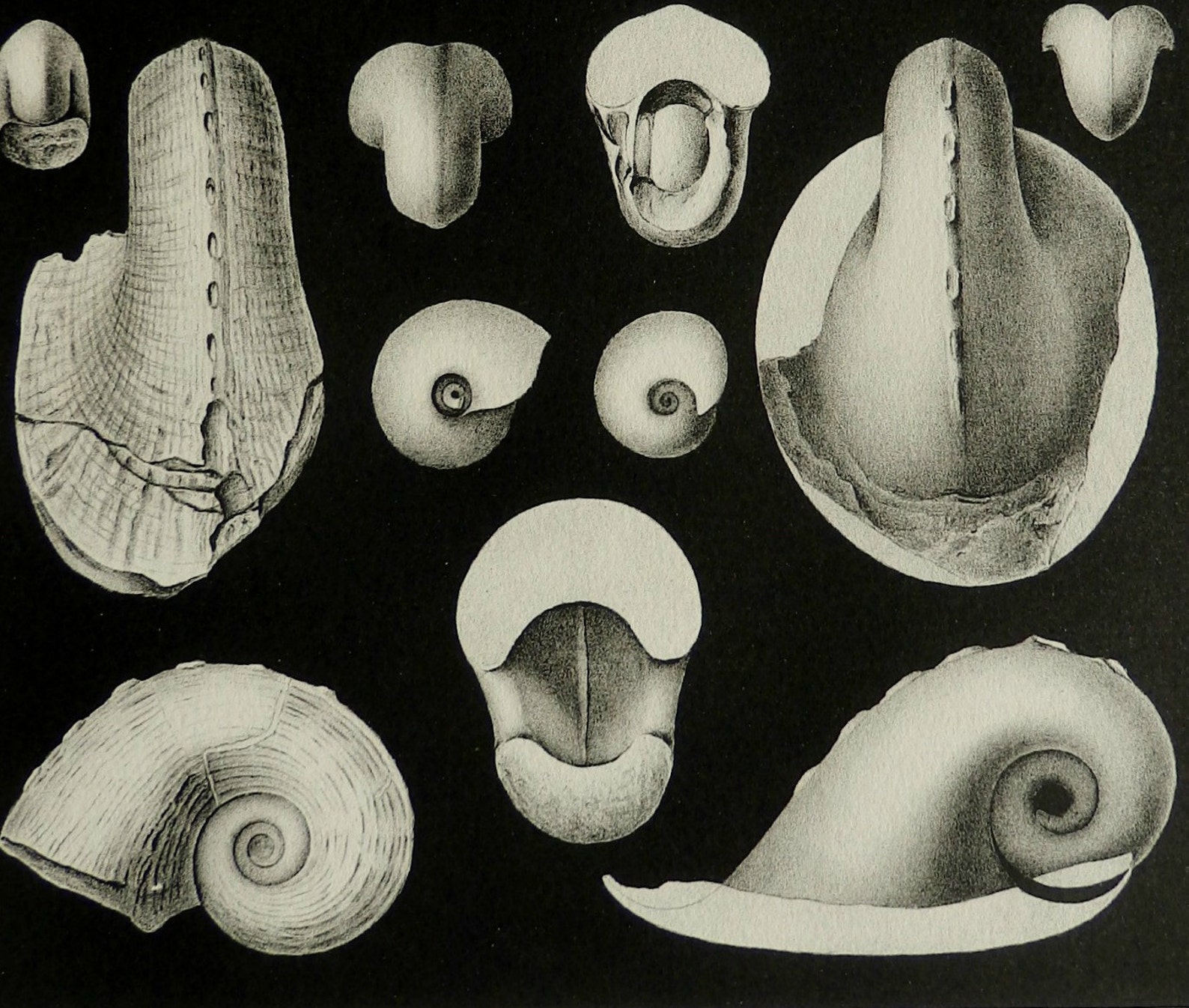 1903.antique Print.paleontology.fossils.modiolopsis.111 Year - Etsy