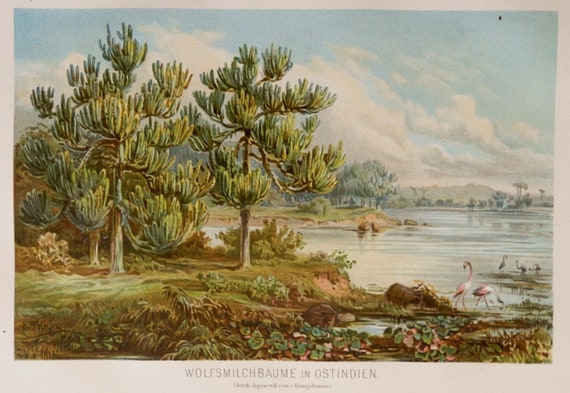 Lithographs 1890.Bonatical landscapes.Chromolithograph.Foliage and ...