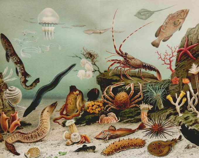 Antique Print.1904.color Lithograph.oceanography.115 Year Old - Etsy