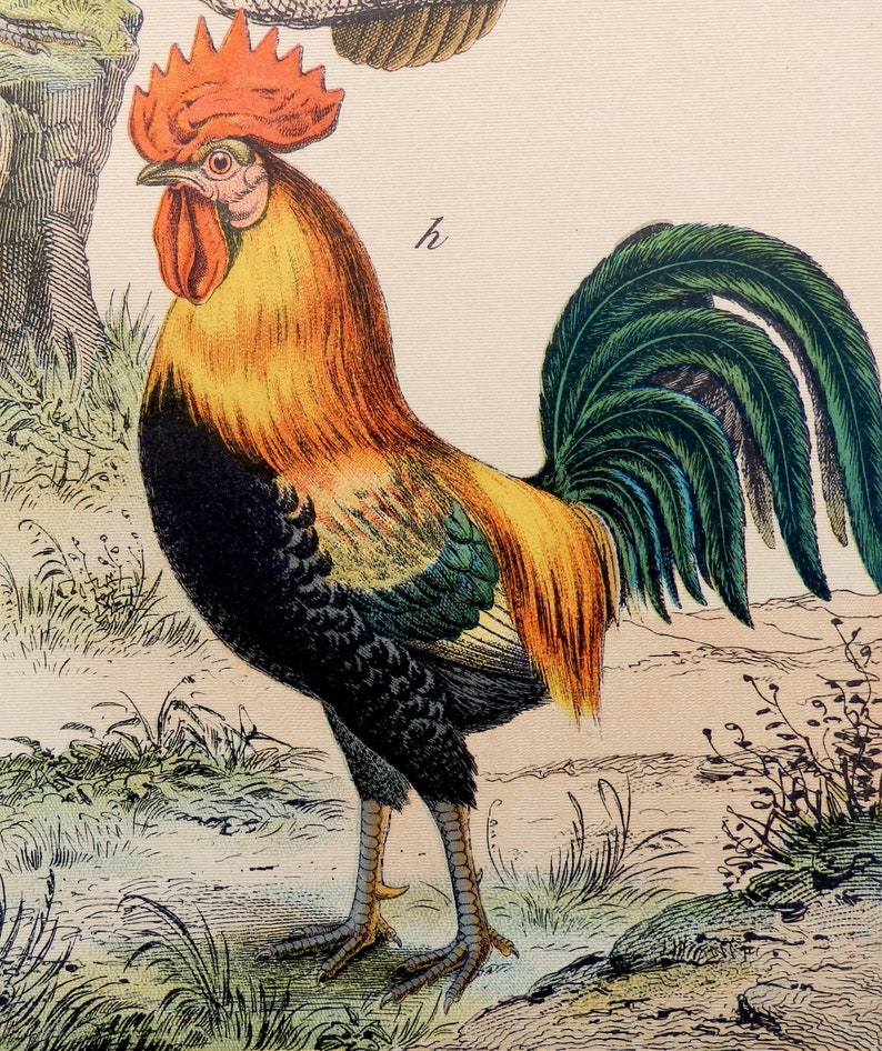 LARGE Antique Birds Print 1895 - Etsy