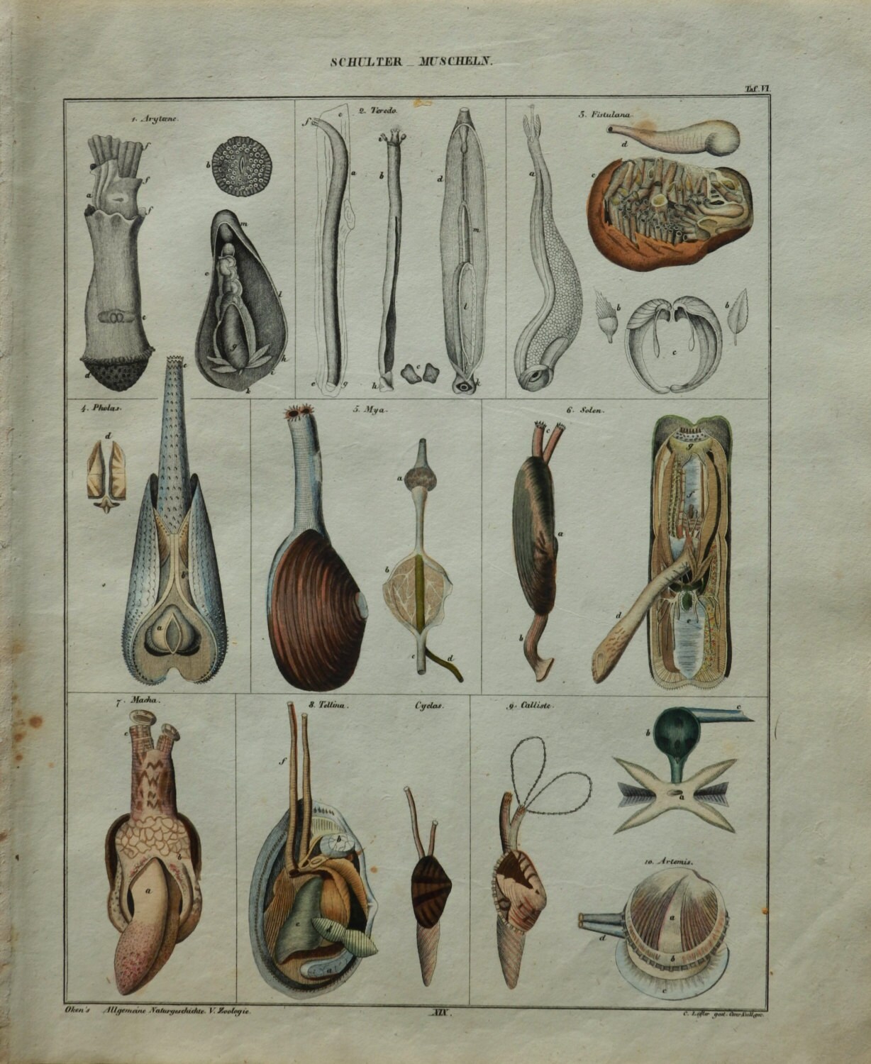 Oken.1843.antique Print.oken's Allgemeine | Etsy