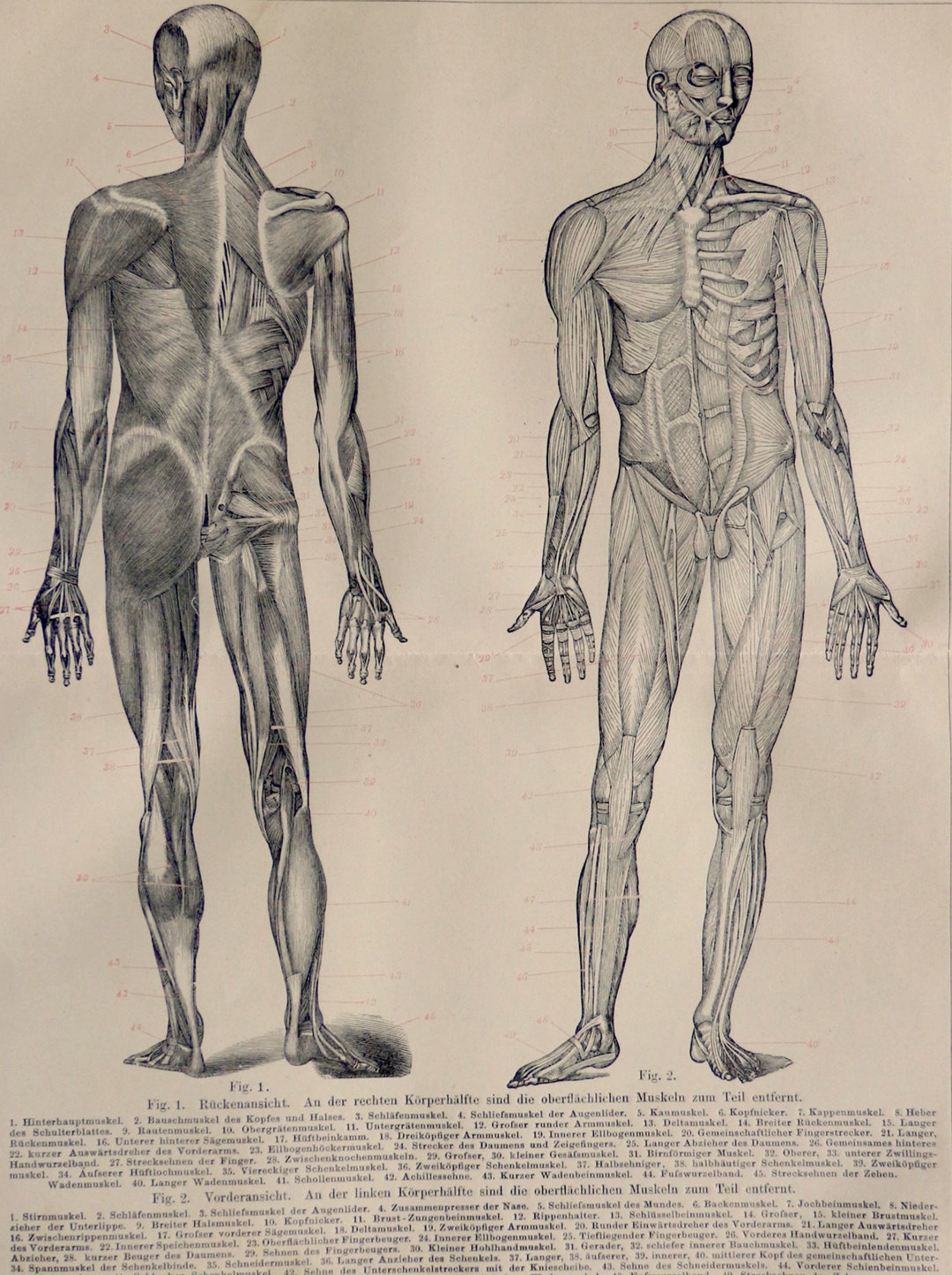 1894 Antique Anatomy Print.lithograph.muscles of the Human - Etsy