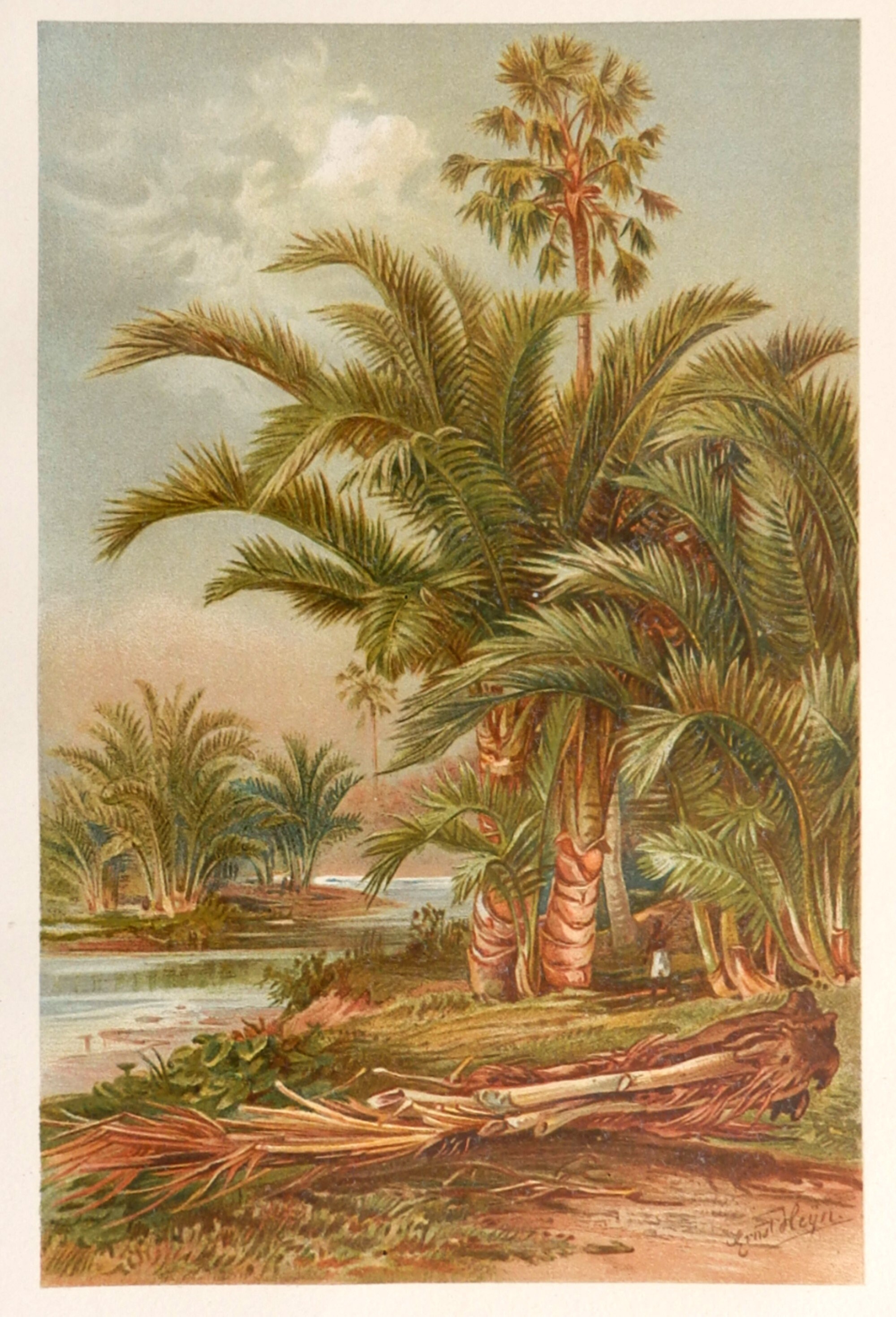 Lithographs 1890.Bonatical landscapes.Chromolithograph.Foliage and ...