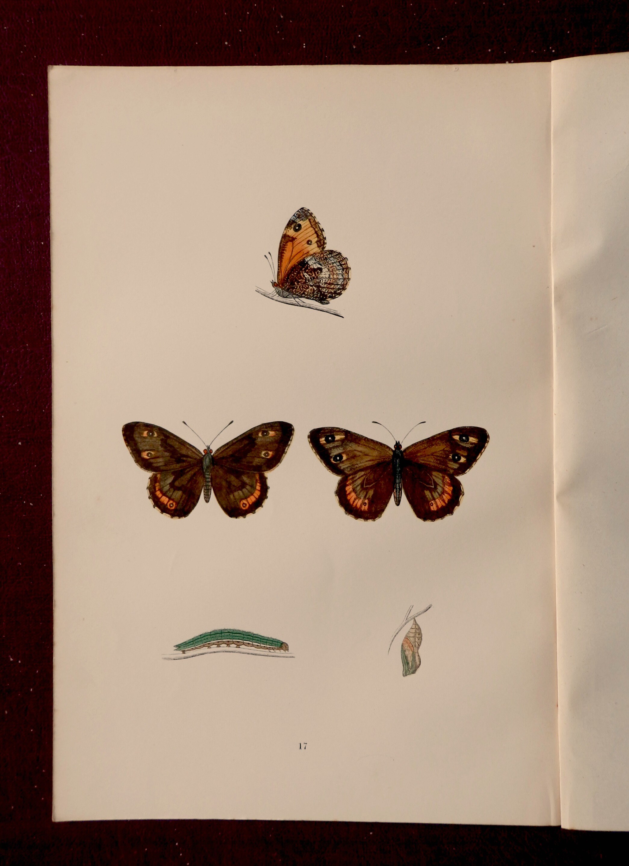 Fine 1868 print Butterflies engraving colored by hand.151 | Etsy