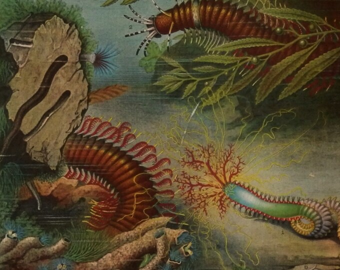 SEA ANNELIDA Antique Print 1881 Engraving Sea Life Print - Etsy