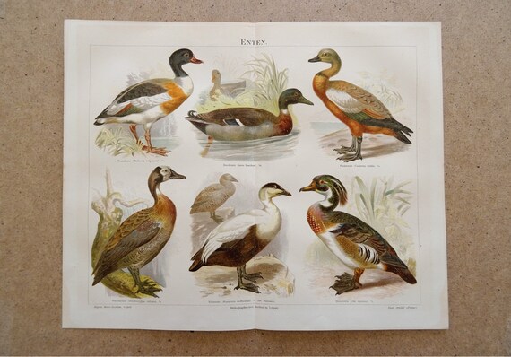 Lithographs Prints Antique Duck Lithograph Antique Duck Print from 1890 ...