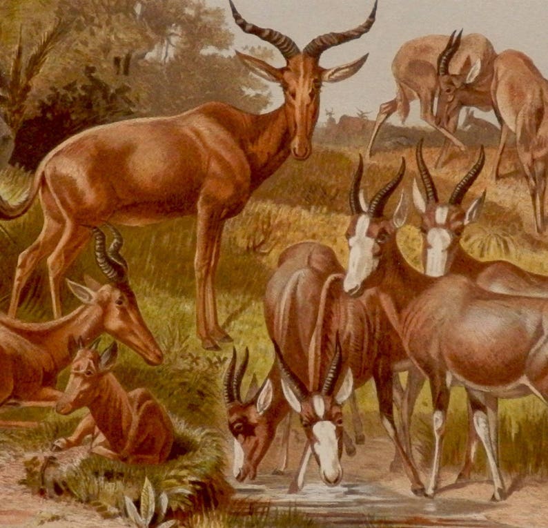 ANTELOPES Antique Print 1884.fauna Mammals - Etsy