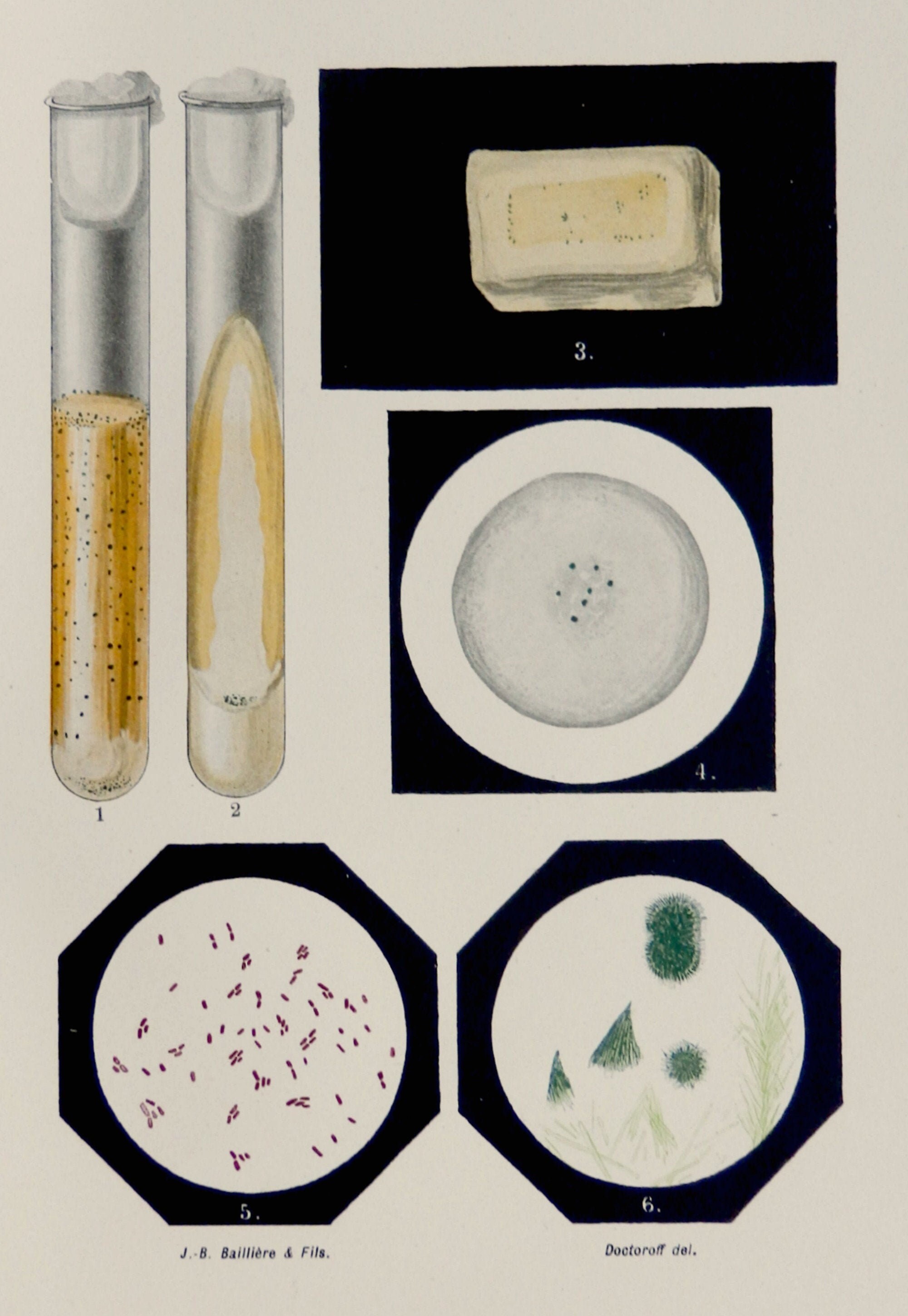 Antique Bacteriology print of bacillus Cladothrix Chromog\u00e9ne 1898 ...