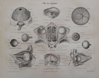 Antique Eye Anatomy | Etsy