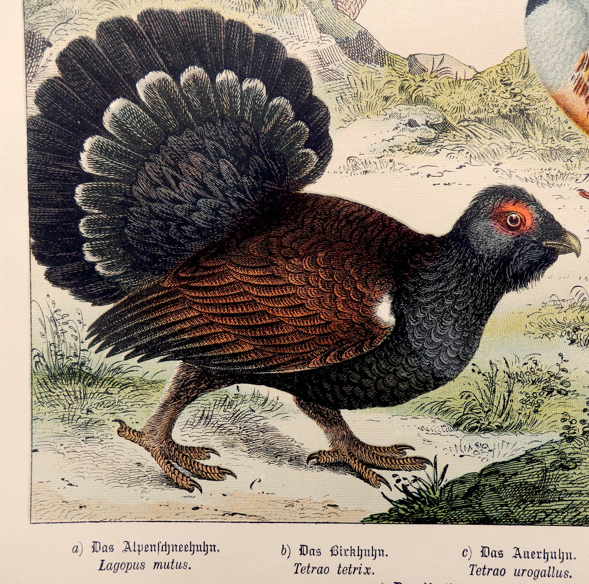 LARGE Antique Birds Print 1895 - Etsy