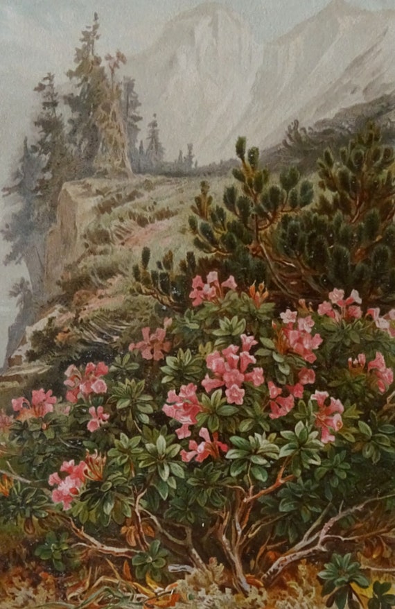 Lithographs 1890.Bonatical landscapes.Chromolithograph.Foliage and ...