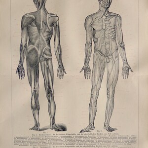 1894 Antique Anatomy Print.lithograph.muscles of the Human - Etsy