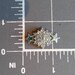 Stars and Crystal Bindi - Etsy