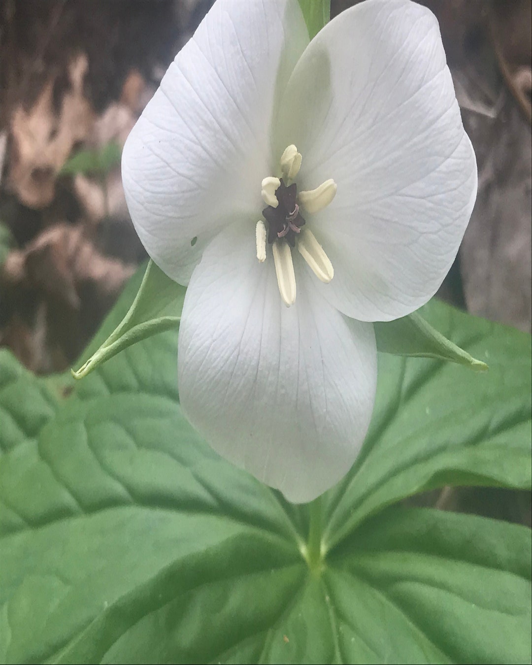 White Trillium Print - Etsy