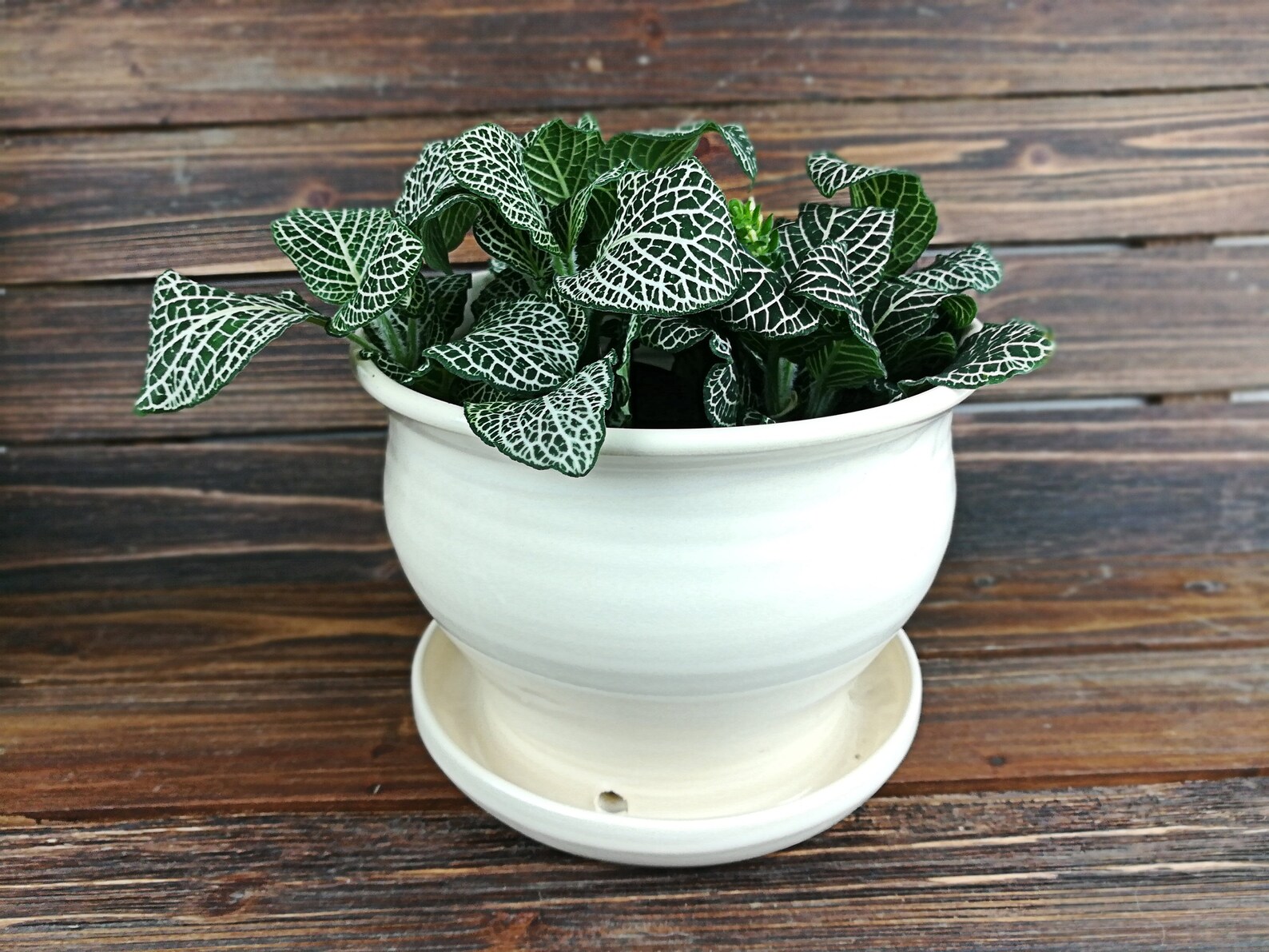 Ceramic Planter With Attached Drainage Tray, Indoor Plant Pot, 5.5 ...