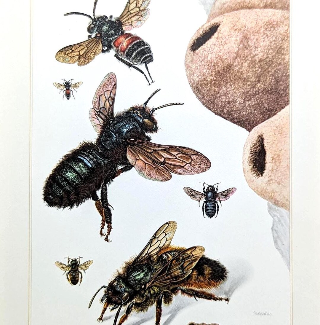 Wild Bees Vintage Insect Print From 1956, Original Illustration of Bees ...