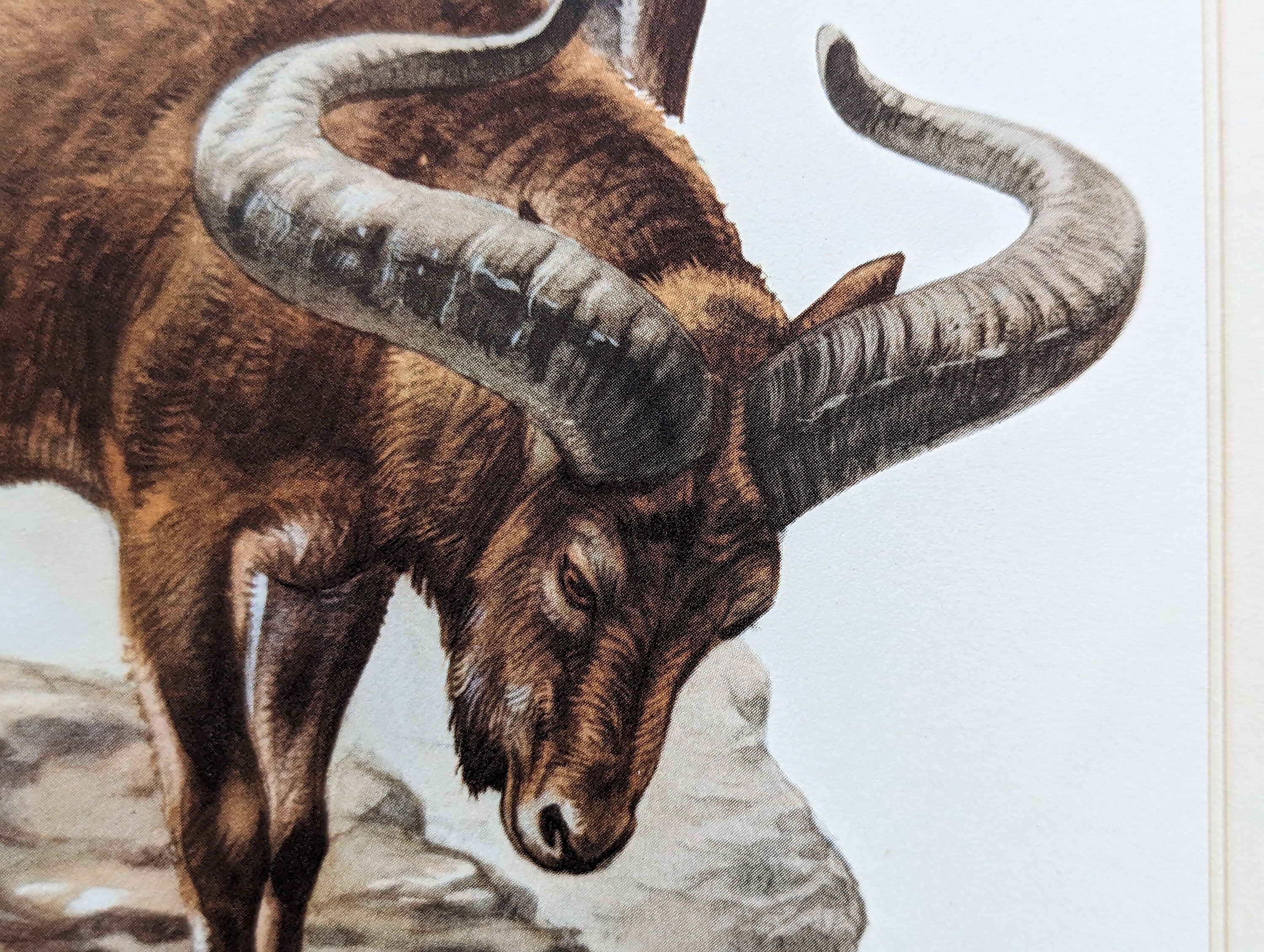 Alpine Ibex Original Print From 1959 Vintage Poster Wildlife Old ...
