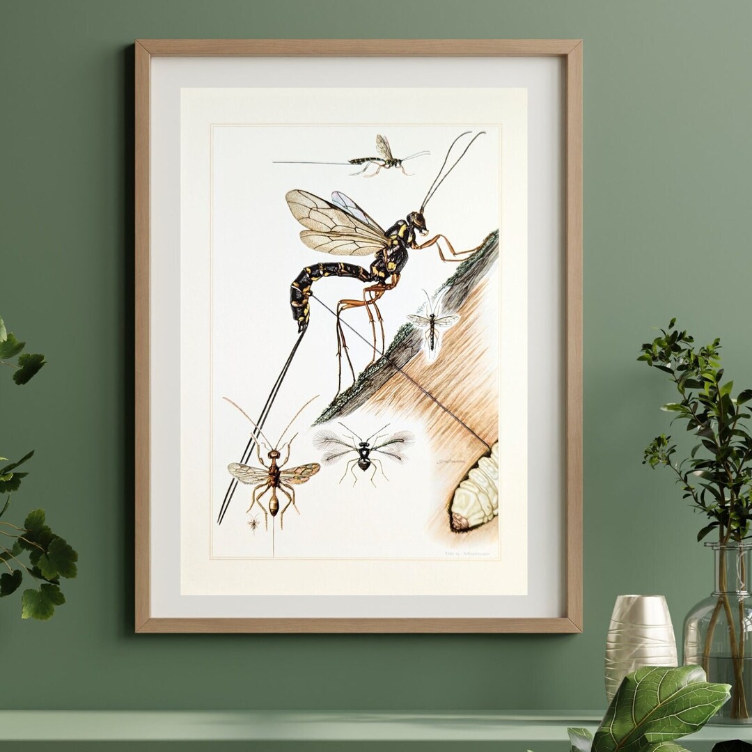 Ichneumon Wasp Insect Print Old Illustration Wasps Antique Lithograph ...