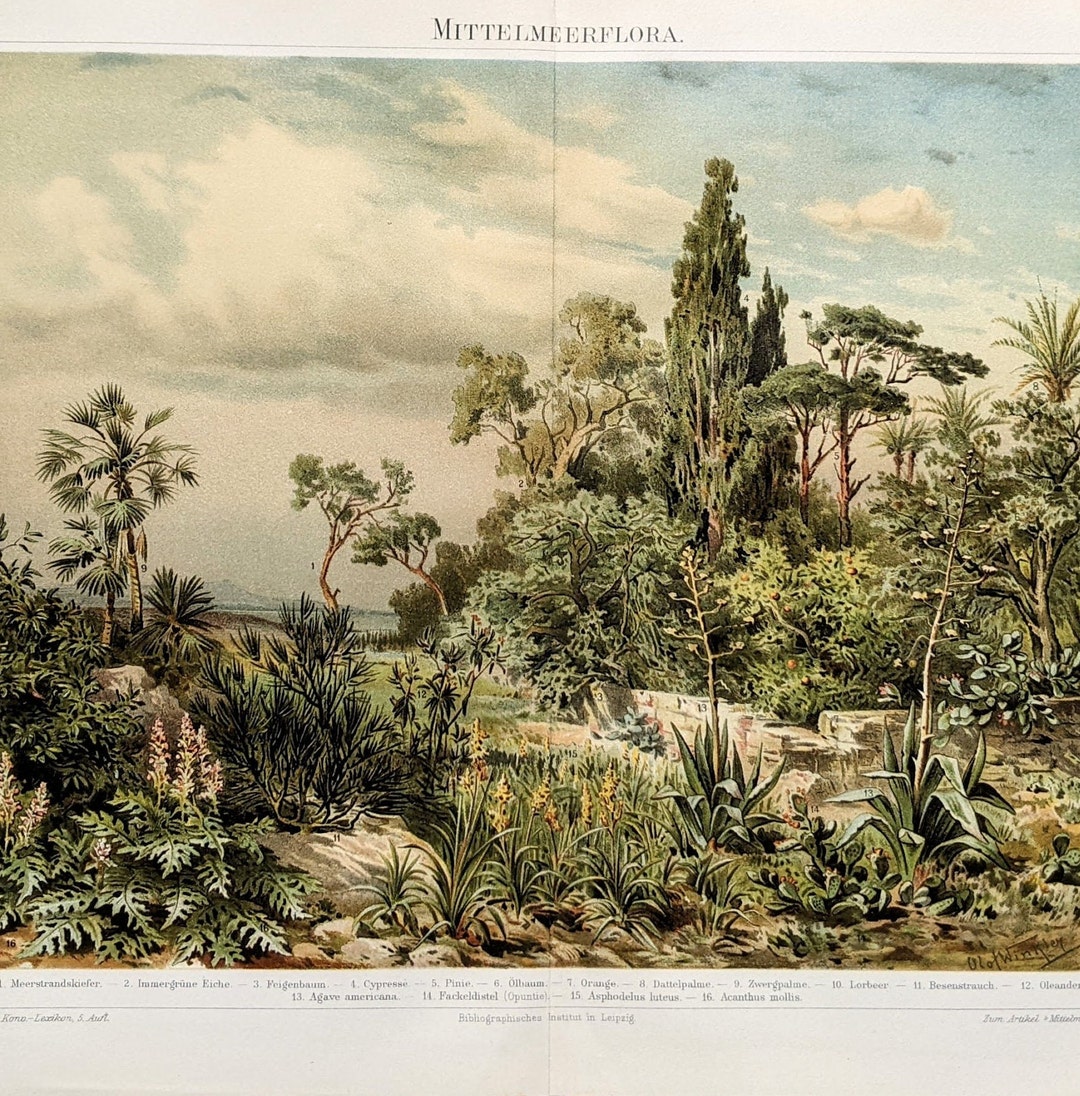Mediterranean Plants Print Antique Lithograph Mediterranean Flora Botanical Illustration From ...