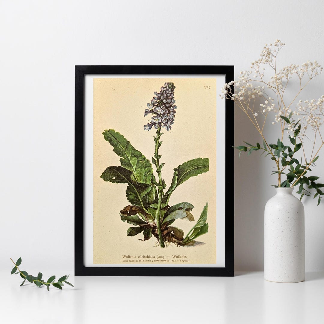 Carinthian Wulfenia Vintage Plant Print From 1897 Medicinal Plant ...
