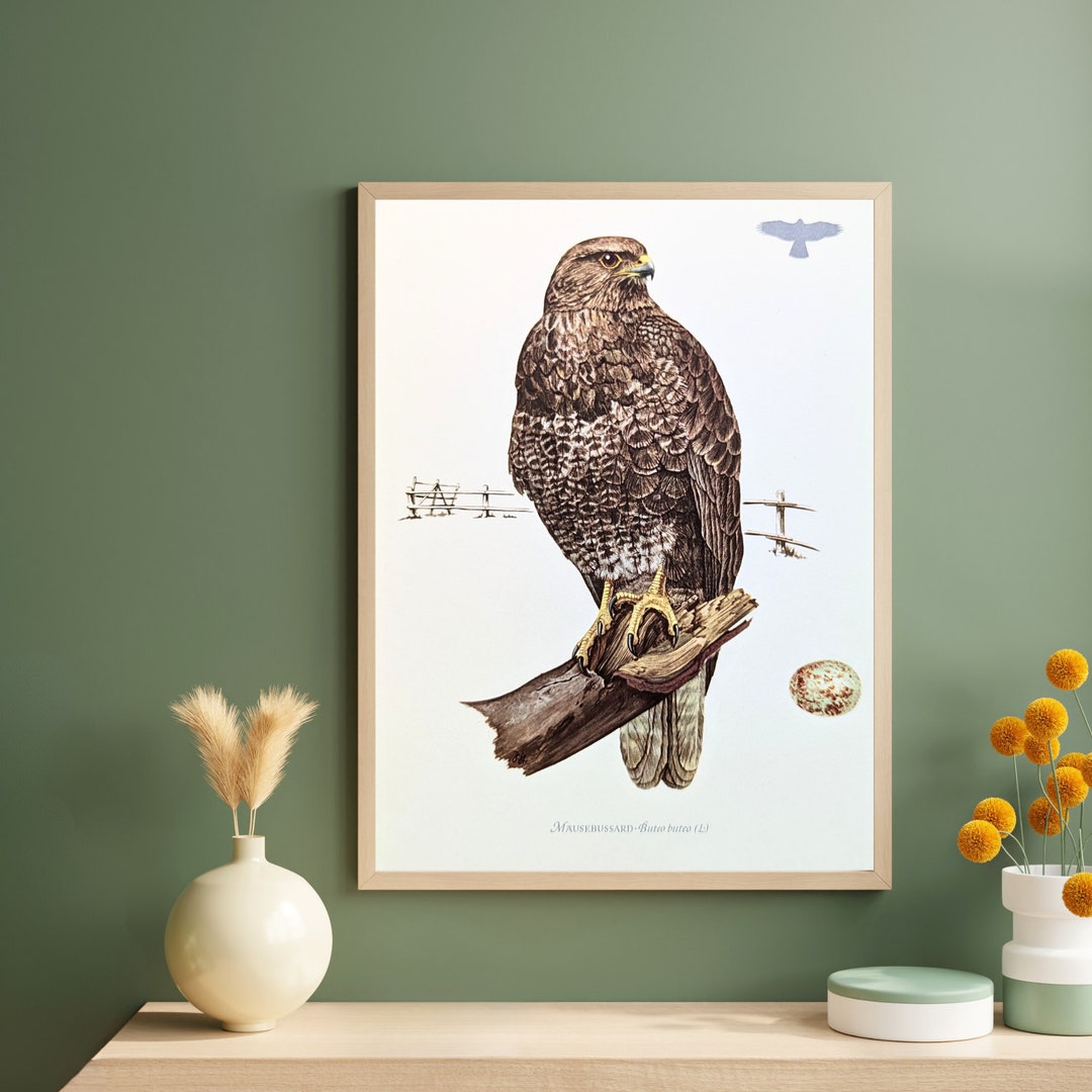 1952 Common Buzzard Vintage Bird Print Old Lithograph Bird of Prey ...