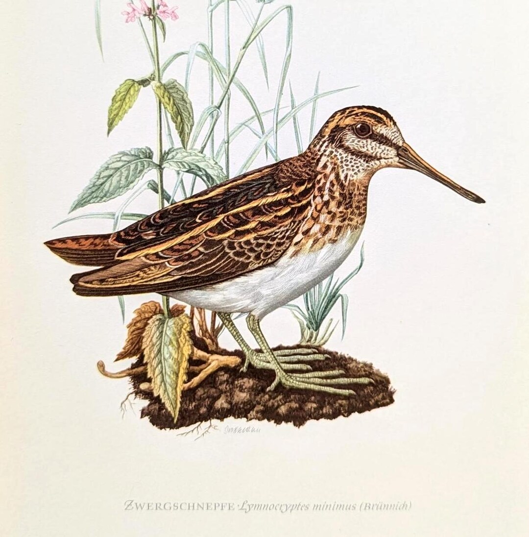 Jack Snipe Vintage Bird Print From 1952 Wading Bird Original Lithograph ...