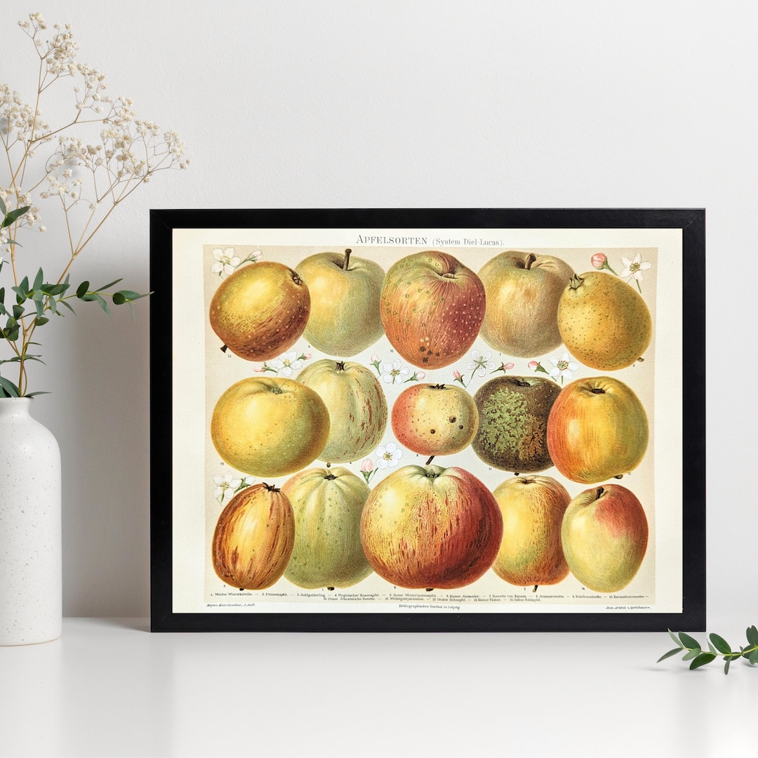 Apples Original Lithograph From 1897 Vintage Poster Apple Varieties ...