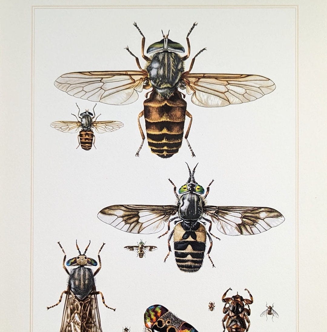 Louse Fly Insect Print Cattle Gadfly Old Illustration Antique ...