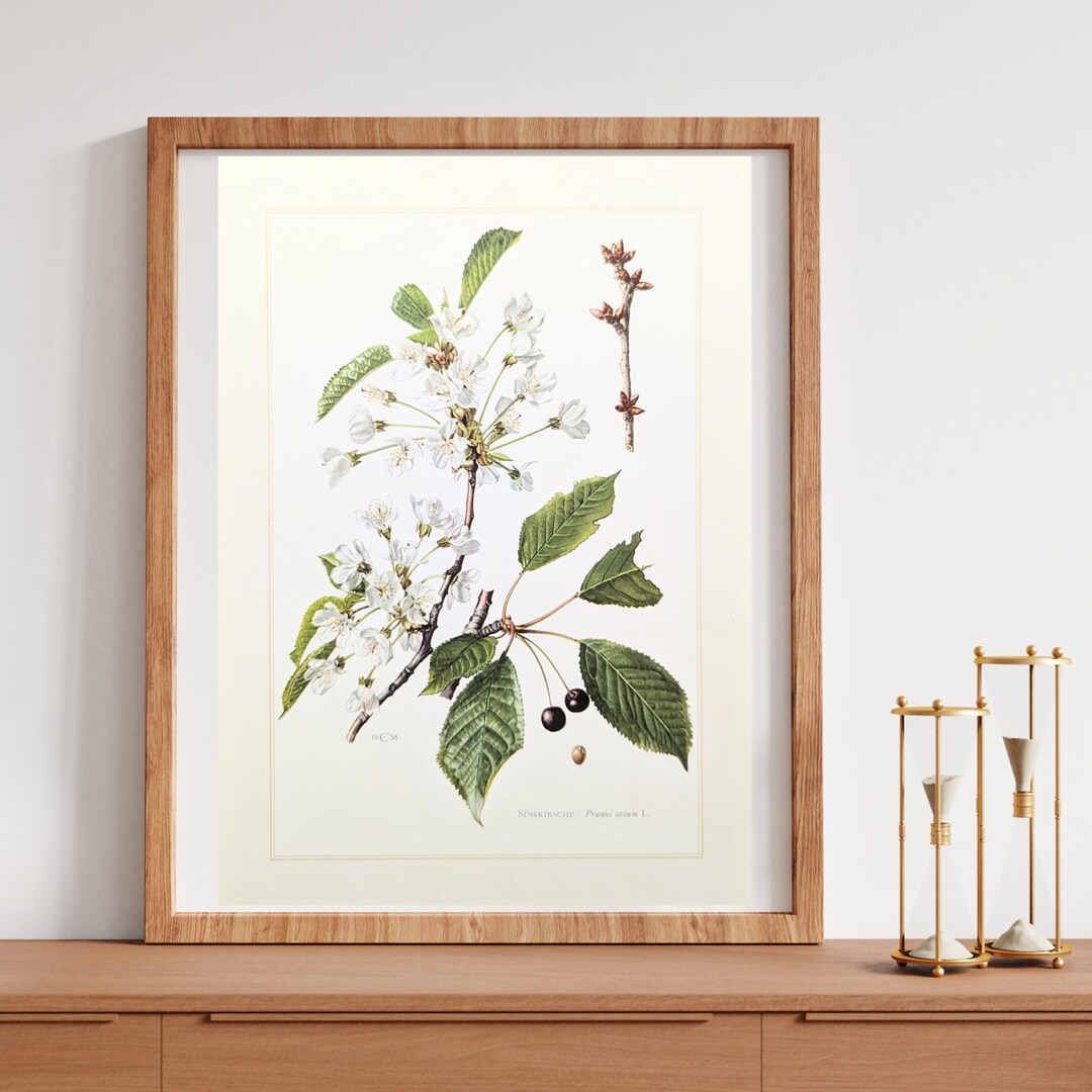 Wild Cherry Original Print From 1959 Vintage Poster Cherry Botanical ...