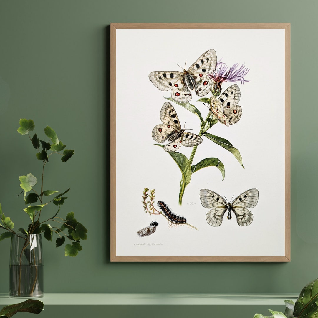 Apollo Butterfly Original Print From 1961 Vintage Poster Butterflies ...