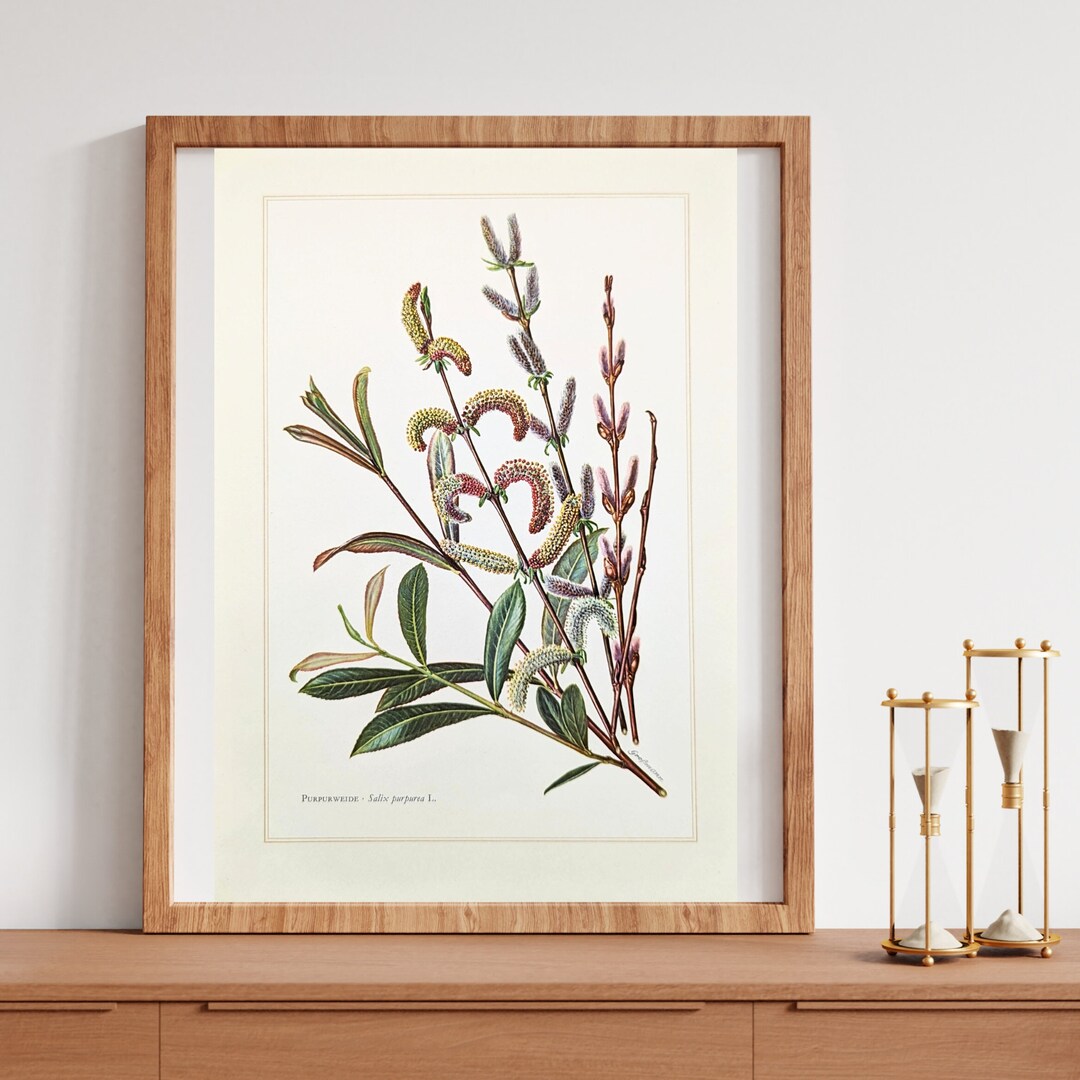Purple Willow Original Print From 1959 Vintage Poster Willow Botanical ...