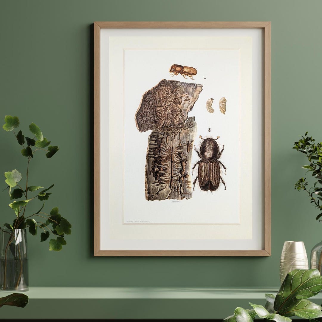 Bark Beetle Vintage Insect Print Tree Pests Old Illustration Beetle ...