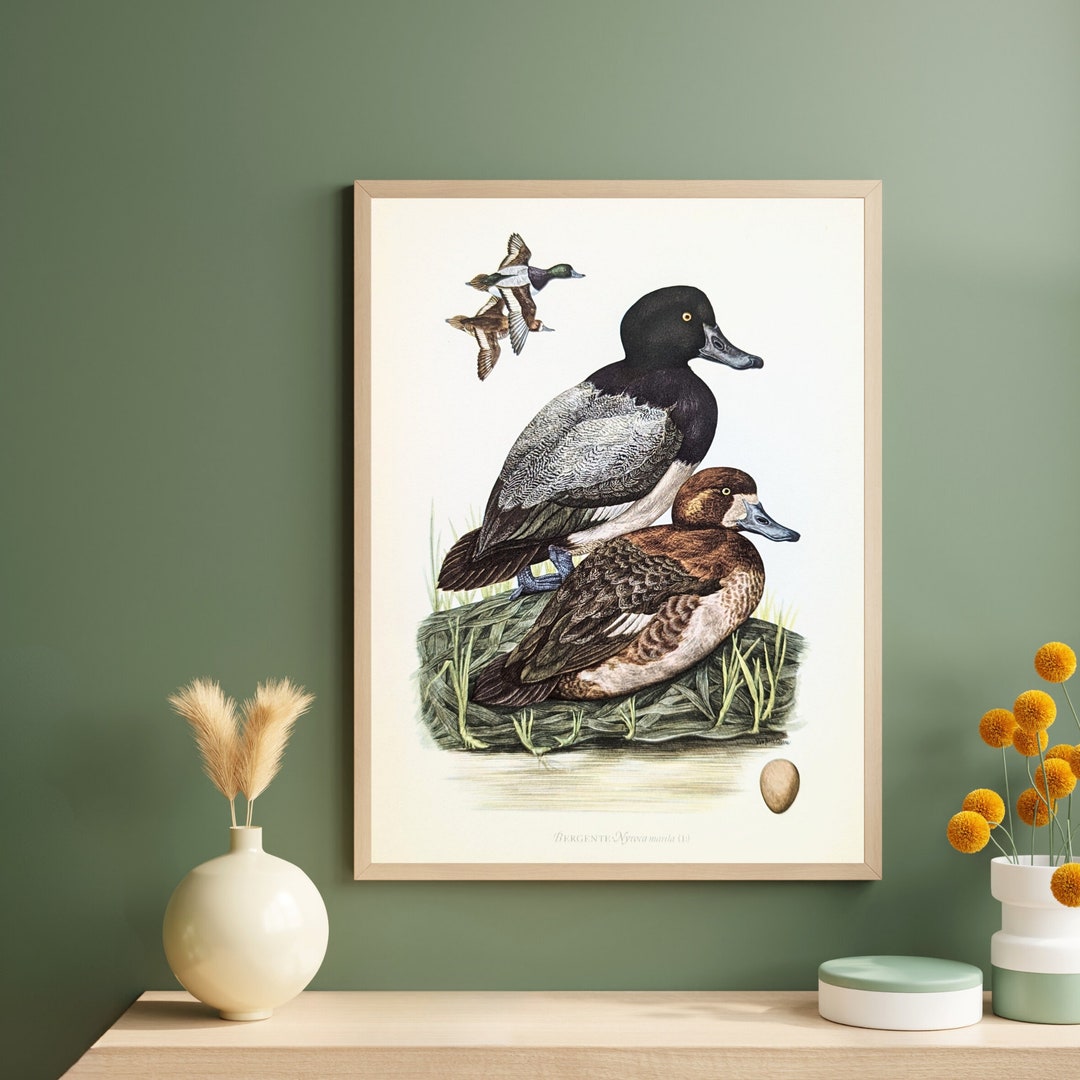 Common Scaup Original Print From 1952 Vintage Poster Wild Birds Old ...