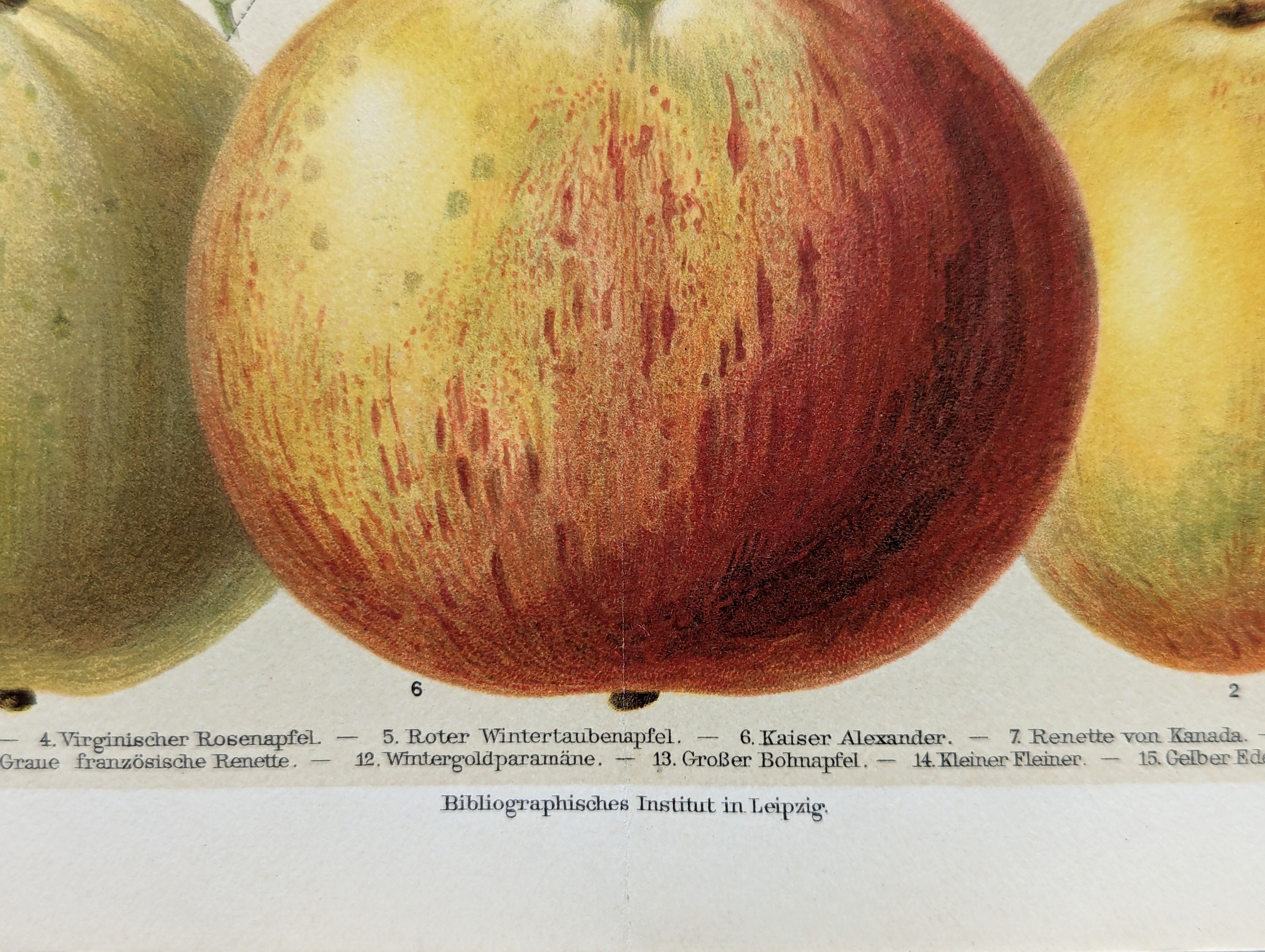 Apples Original Lithograph From 1897 Vintage Poster Apple Varieties ...