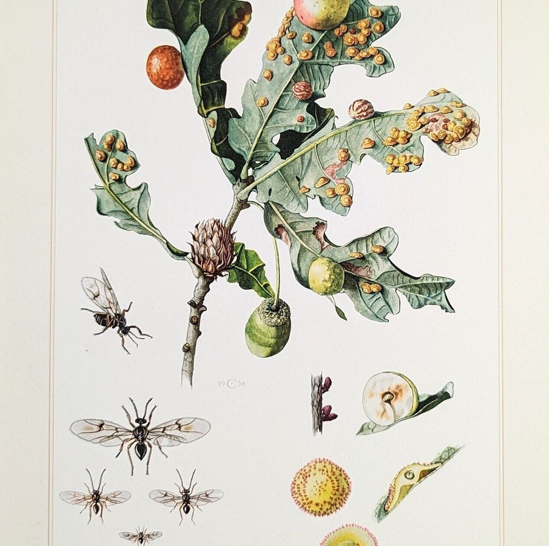 Gall Wasp Insect Print Wasp Old Illustration Antique Lithograph 50s ...