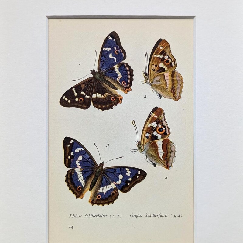 Butterfly Lithograph - Etsy
