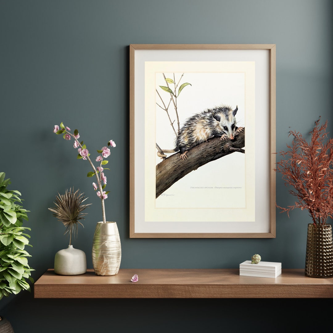 Opossum Historical Print From 1959 Vintage Poster Original Wildlife ...