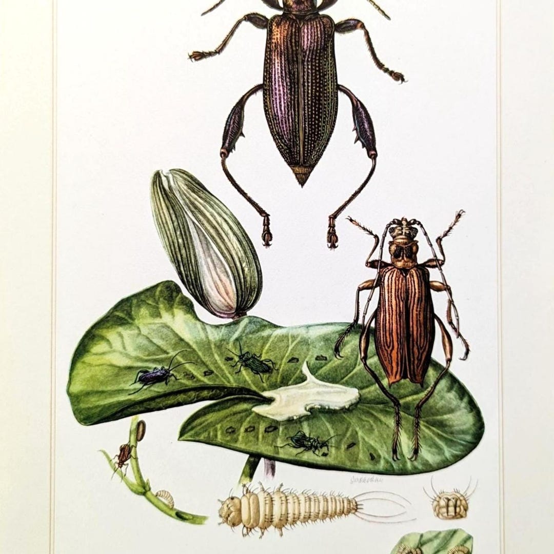 Reed Beetle Vintage Insect Print From 1956, Beetle Original ...