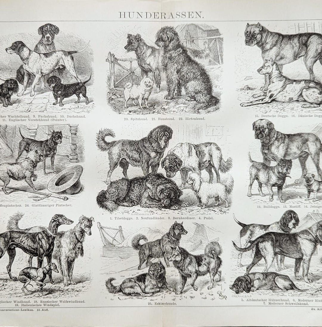 Dog Breeds Antique Animal Print From 1897 Vintage Lithograph Dogs Gift ...