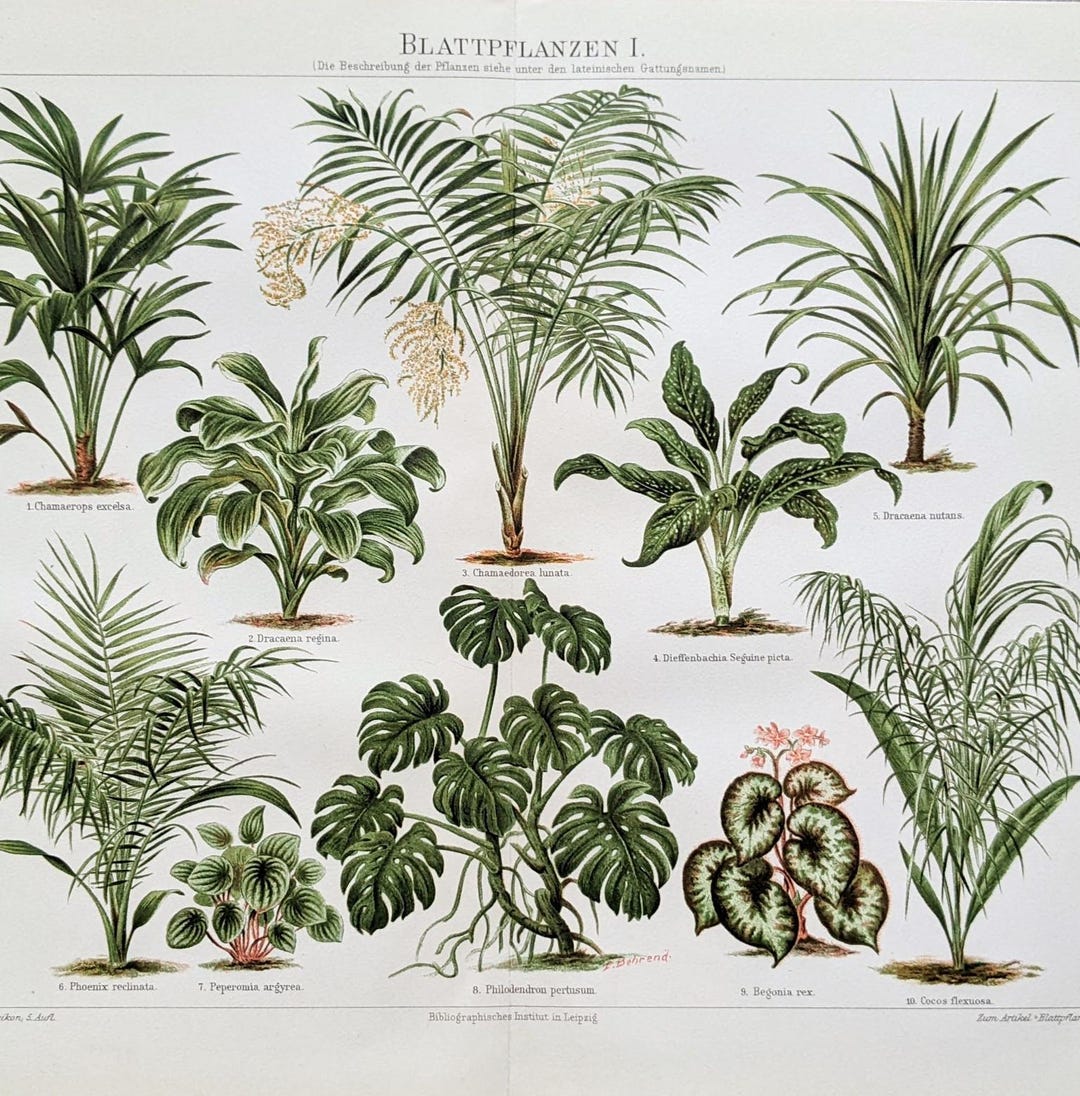 Foliage Plants Antique Plants Lithograph From 1897 Vintage Print Palms ...