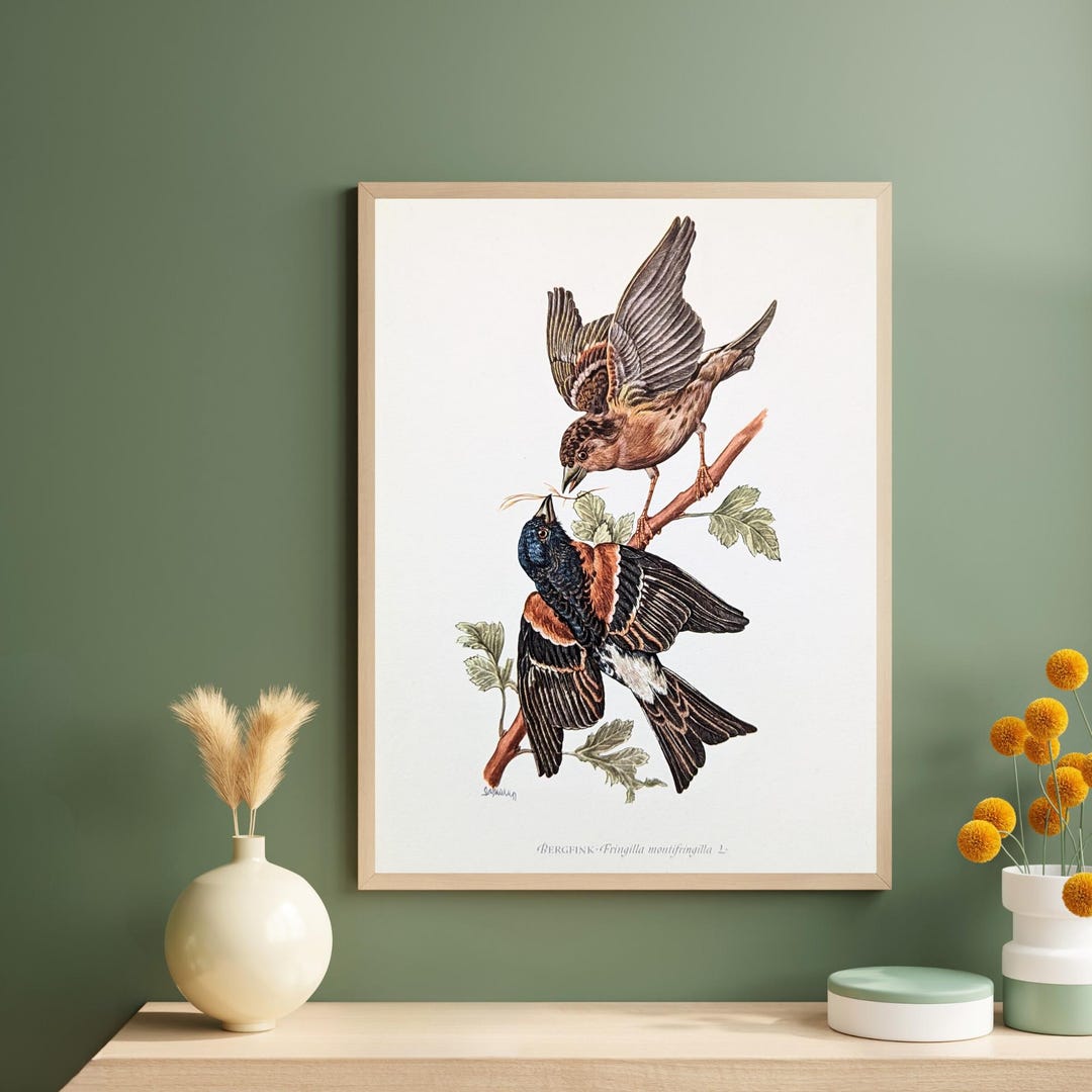 Brambling Vintage Bird Print Songbird Old Lithograph From 1952 Songbird ...