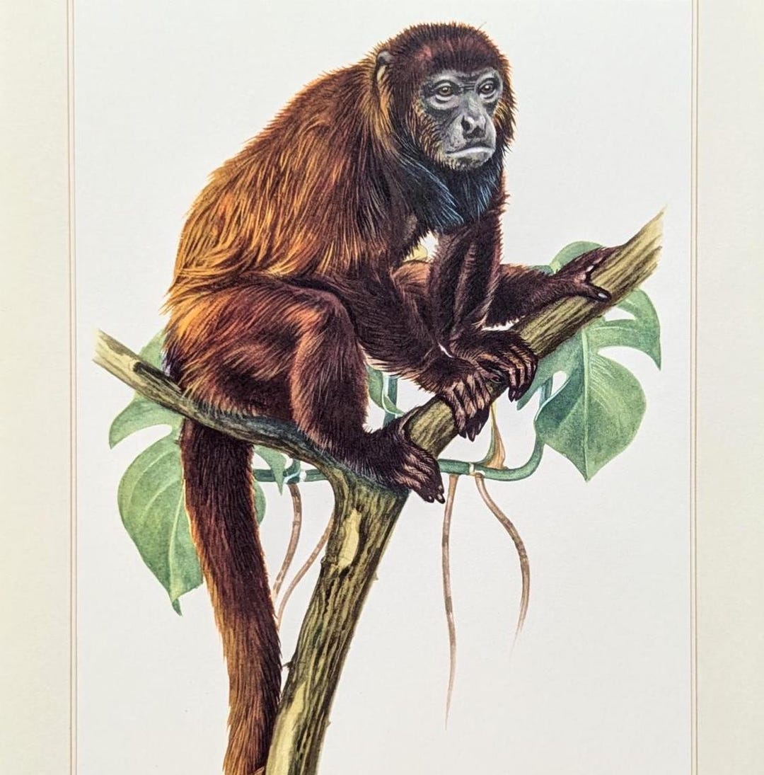 Howler Monkey Vintage Animal Print From 1959 Original Lithograph ...