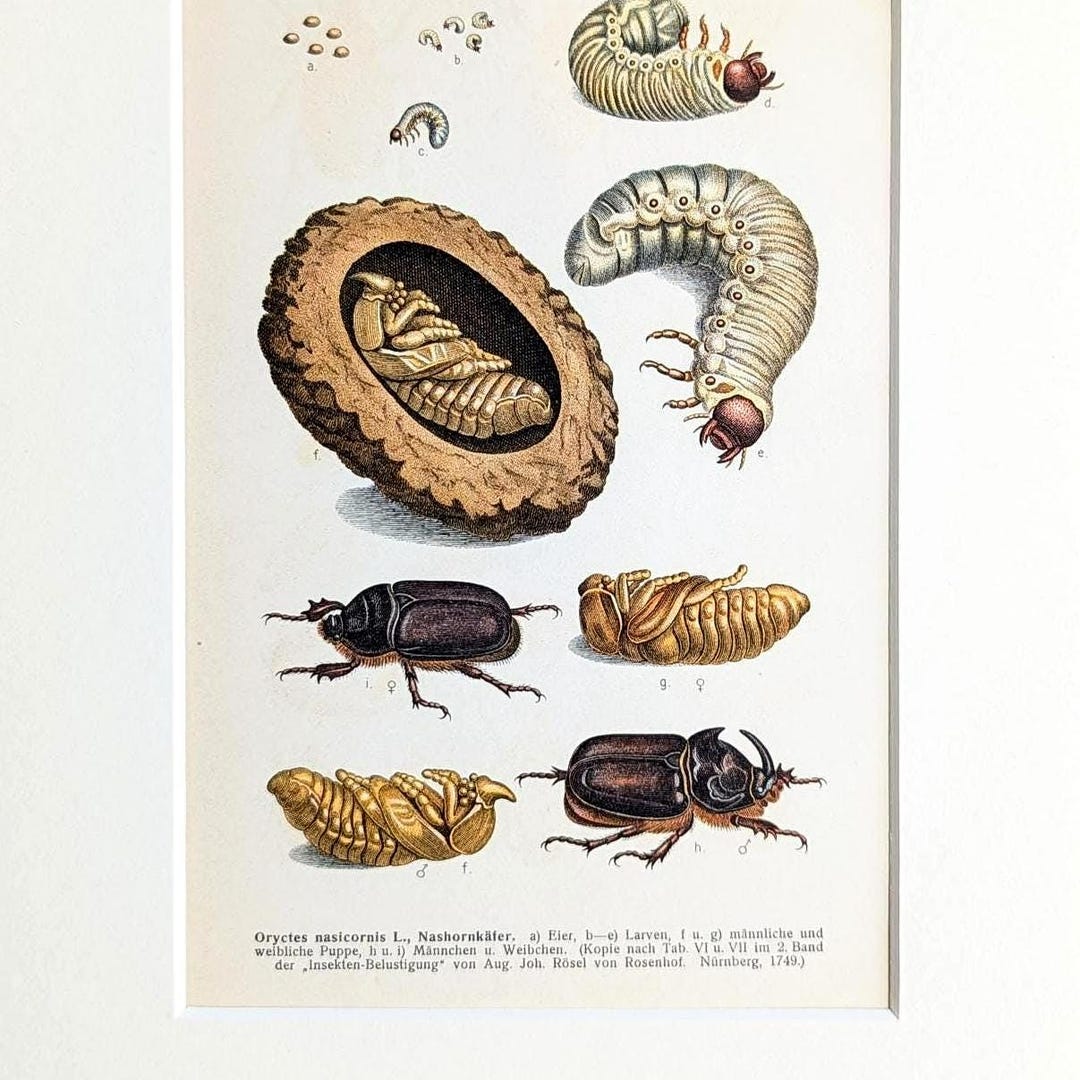 Beetle Antique Insect Print From 1908 Original Illustration Vintage ...