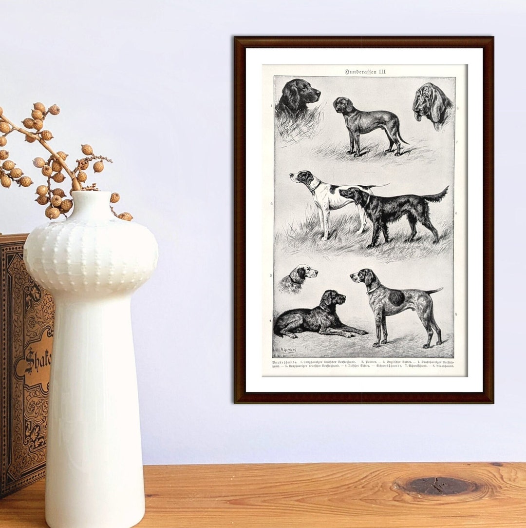 Hunderassen originaler Druck von 1927 vintage Poster Hunde Pointer ...