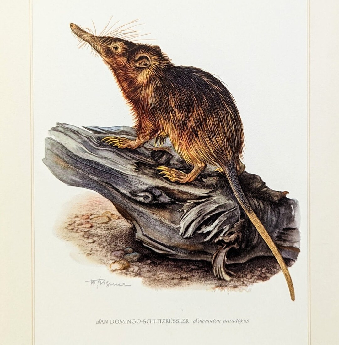 Weevil Vintage Animal Print Lithograph Wild Animals Old Illustration ...